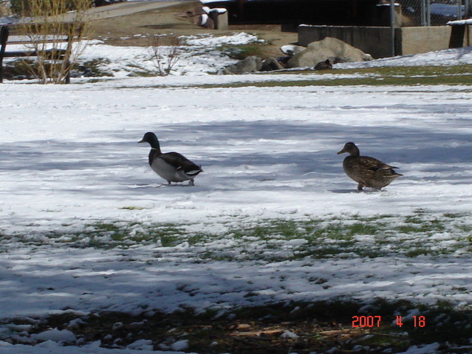 Gardnerville, NV : Ducks at lampe park photo, picture, image (Nevada ...