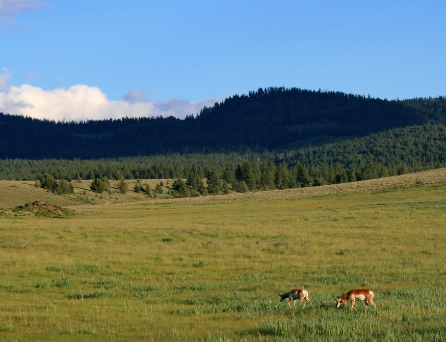 Ochoco, OR : Pronghorns...... photo, picture, image (Oregon) at city ...