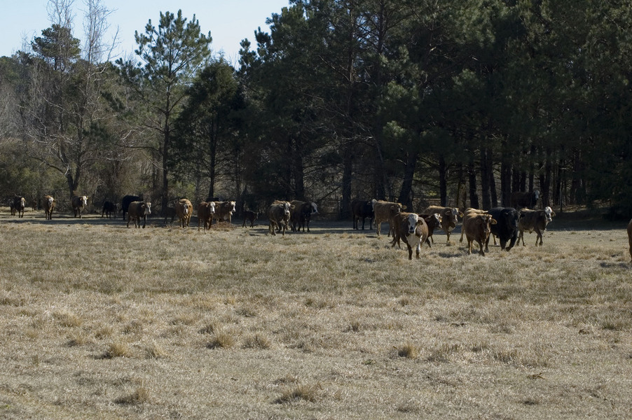 Alto, TX : Here comes the cows photo, picture, image (Texas) at city ...