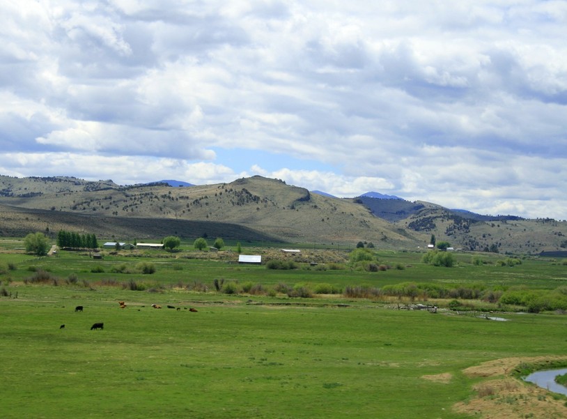 Brogan, OR : Cattle..... photo, picture, image (Oregon) at city-data.com