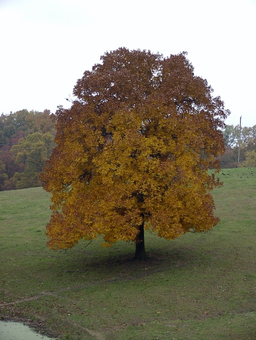 Marshfield, MO : Fall in Marshfield MO photo, picture, image (Missouri ...
