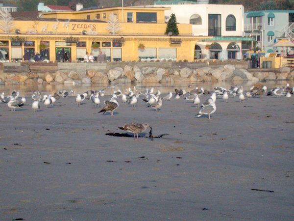 Capitola, CA : Esplanade at Capitola Beach photo, picture, image ...