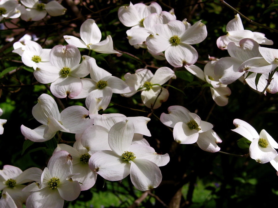 Huntington, WV : Spring Dogwoods in Huntington photo, picture, image ...
