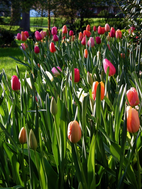 Huntington, WV : Spring Tulips in Huntington photo, picture, image ...