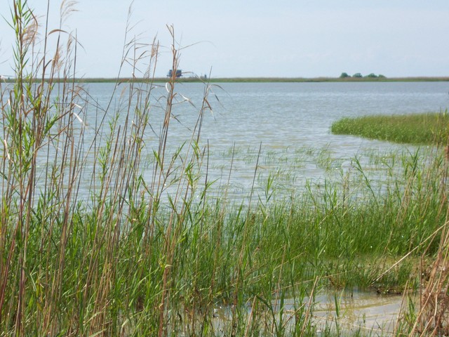 Anahuac, TX : Trinity Bay photo, picture, image (Texas) at city-data.com