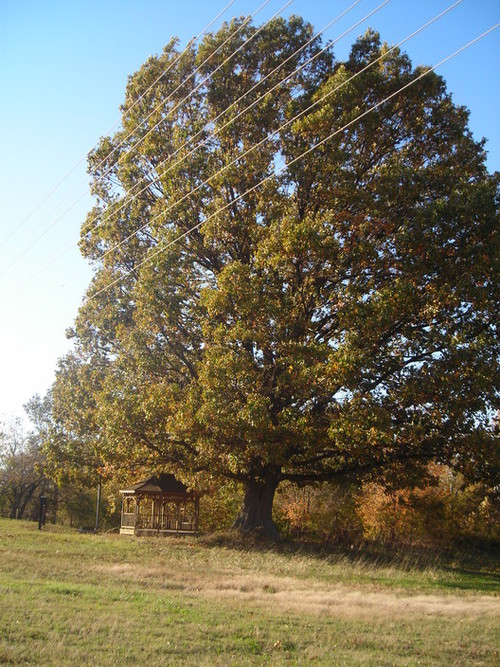 Newbern, TN : Scenery on Hwy 77 photo, picture, image (Tennessee) at ...