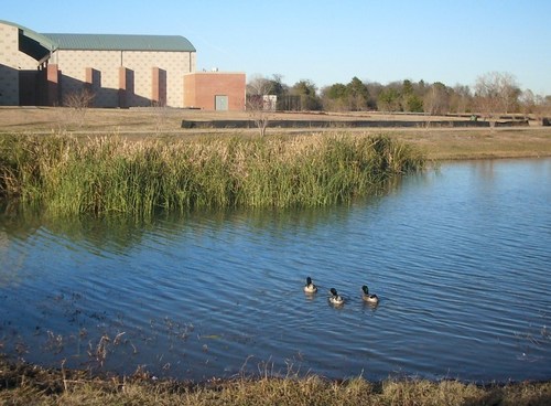 Lancaster, TX : Ducks at Lancaster Community Park photo, picture, image ...