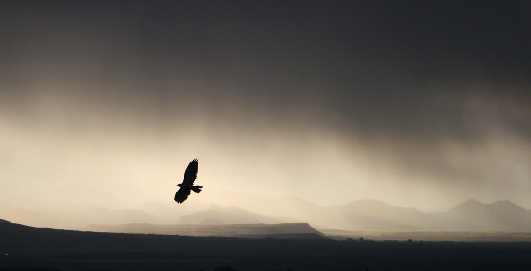 Highlands Ranch, CO : Ahead of the Storm - Red tailed hawk over ...