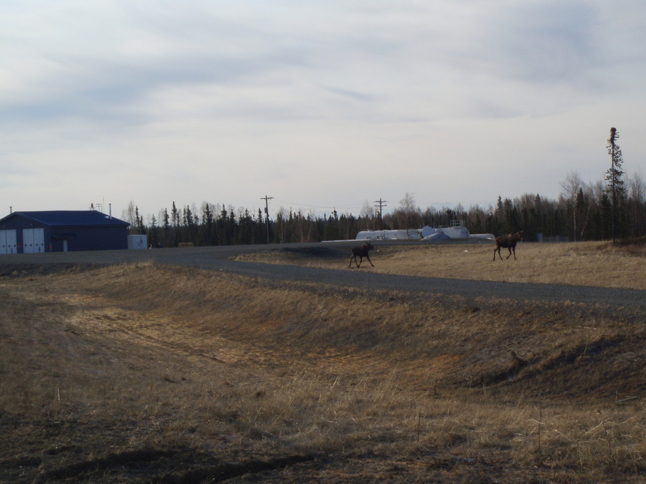 Nikolai, AK : Moose at Airport in Nikolai photo, picture, image (Alaska ...