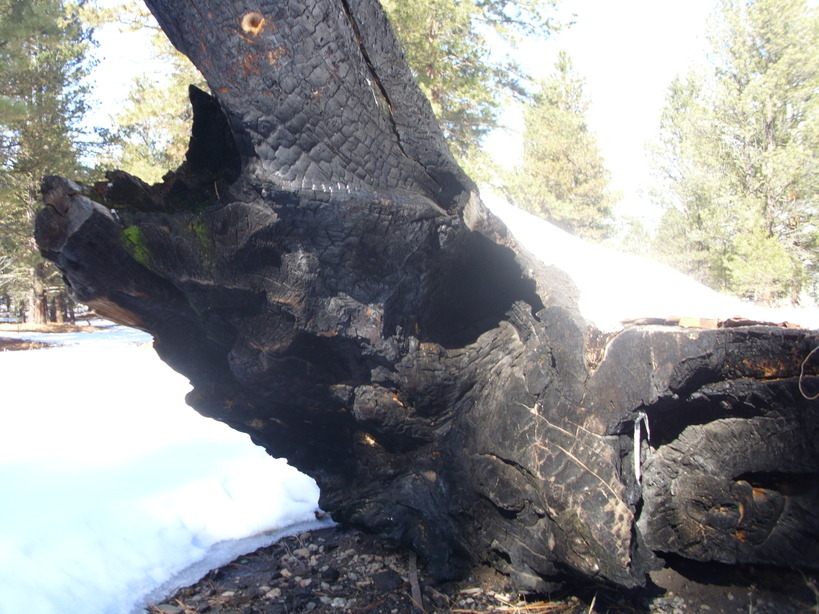 Seneca, OR : Big tree photo, picture, image (Oregon) at city-data.com