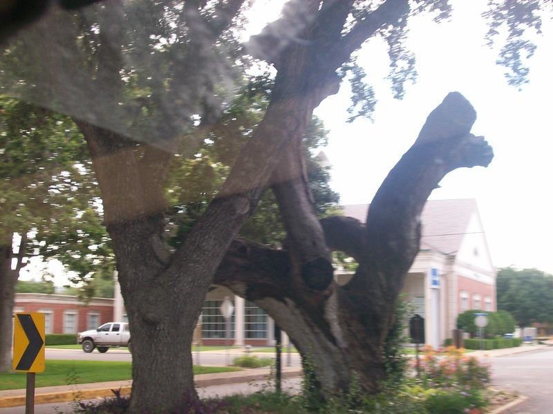 Columbus, TX : trees in columbus tx photo, picture, image (Texas) at ...