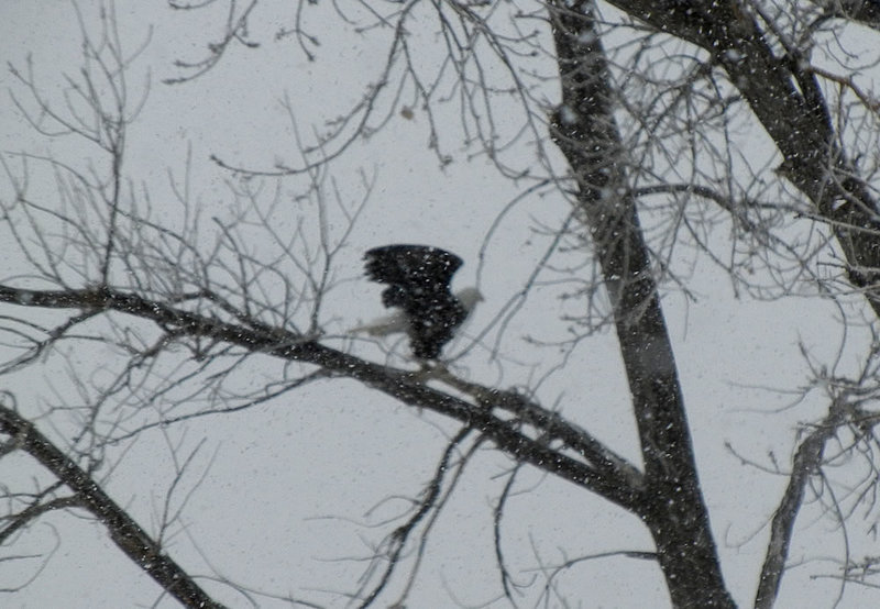 Colorado City, CO : Bald Eagle at Lake Beckwith in Colorado City photo ...