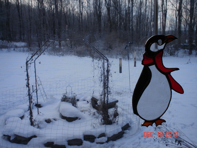 Preston, NY : We have penguins in Preston, NY photo, picture, image ...