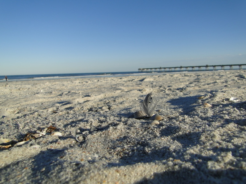 Jacksonville Beach, FL : found feather after thanksgiving day 2010 on ...