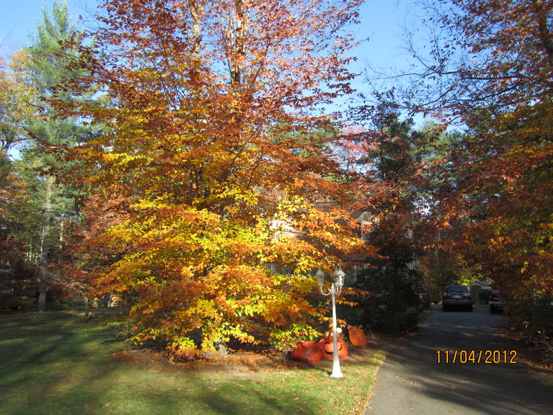 Halifax, MA : fall in Halifax photo, picture, image (Massachusetts) at ...