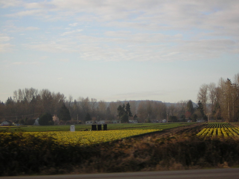 Sumner, WA : Sumner dafodil farm photo, picture, image (Washington) at ...