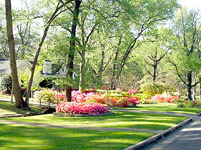 Tyler, TX : Residential Street in the spring when the Azaleas are ...